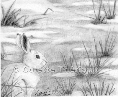Snowshoe Hare Drawing